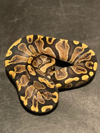Ghi Asphalt Het Pied Ball Python by Sweet Serpents Tampa