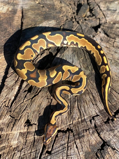 Enchi Yellow Belly Het Desert Ghost Pos Het Clown Ball Python by Sweet ...