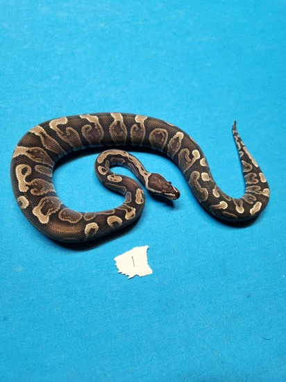 GHI Axanthic Ball Python by C4 Reptiles