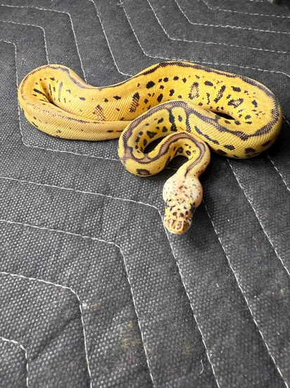 Pastel Batman Ball Python by Reptiles With Attitudes