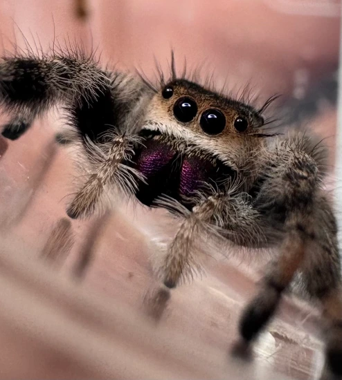 I8 Female P. Regius Regal Jumping Spider by Kit's Critters LLC