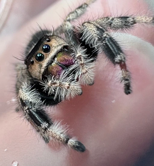 FREE SHIPPING Mature Female P. Regius Regal Jumping Spider by Kit's ...