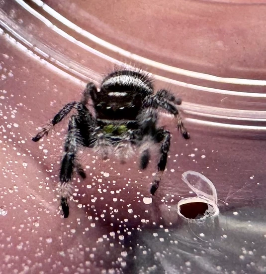 FREE SHIPPING I6 Male P. Regius Regal Jumping Spider by Kit's Critters LLC