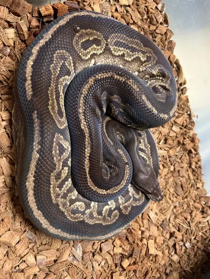 Gargoyle Ball Python by Caged Constrictors