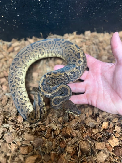 Hurricane Poss Super Leopard Pinstripe Poss Yellowbelly Het Clown Ball Python by Caged Constrictors