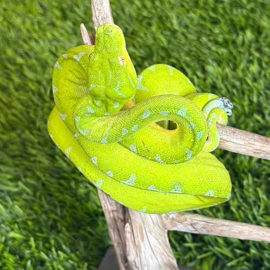 Blue Manokwari Green Tree Python by Worthy Exotica