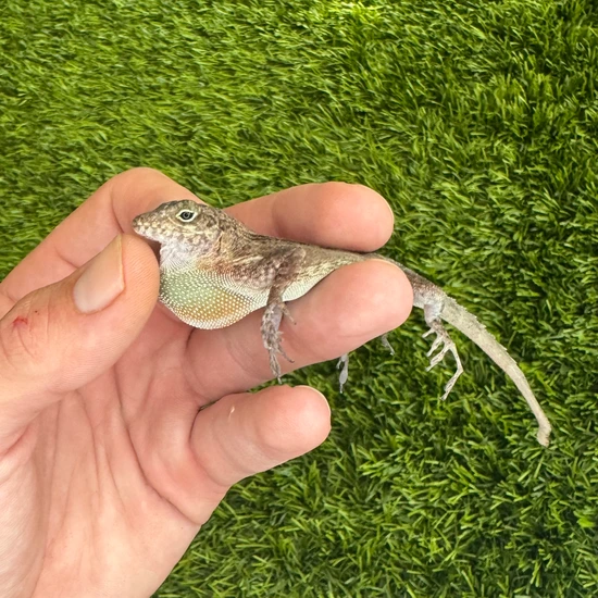 2.1 Big Head Anoles (Anolis Cybotes) by Worthy Exotica