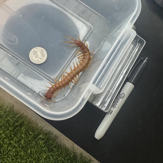 Scolopendra Alternans- Haitain Centipedes by Worthy Exotica