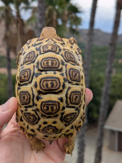 South African Giant Leopard Tortoise by Jordan Russell