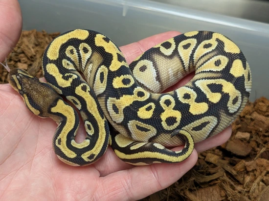Mojave Furrow Het Puzzle Ball Python by Jordan Russell