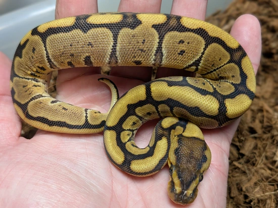 NoCo Special Red Stripe Het Clown Ball Python by Jordan Russell