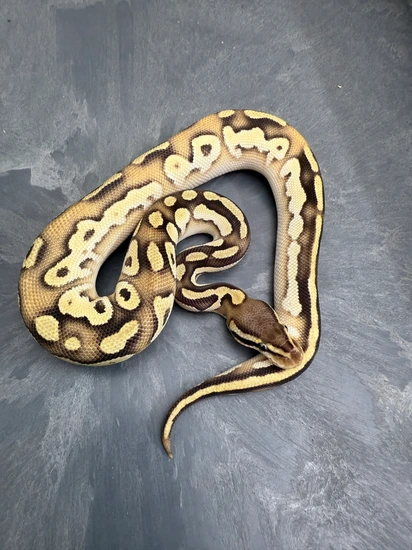 Pastel HI ODYB Mojave (Weirdo) 66%het Puzzle Ball Python by Sloan Morphs