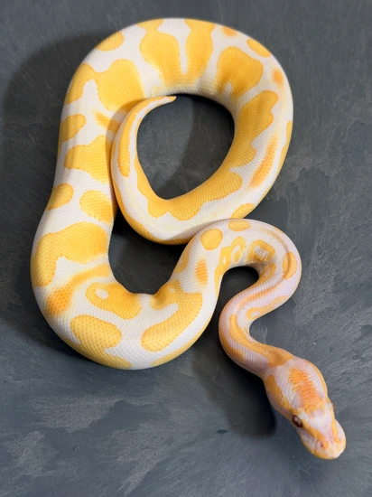 OD Lavender Albino Het Pied Ball Python by Sloan Morphs
