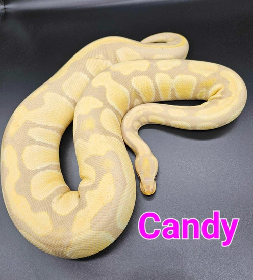 Candy Ball Python by Hutches Clutches