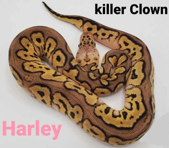 39. Harley Ball Python by Hutches Clutches