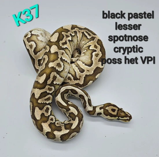 Black Pastel - Lesser - Cryptic - Spotnose Ball Python by Hutches Clutches