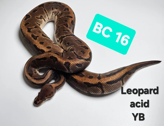 Leopard - Yellow Belly - Acid Ball Python by Hutches Clutches