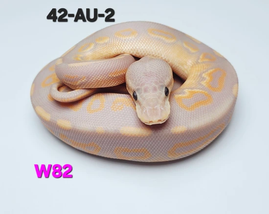 204. Ceylon Ball Python by Hutches Clutches