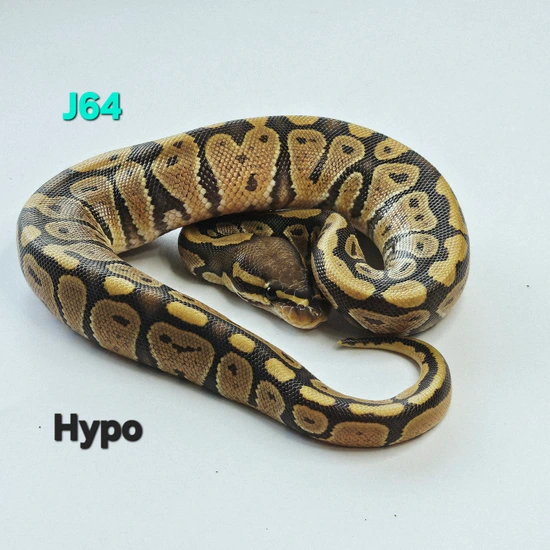 Hypo Ball Python by Hutches Clutches