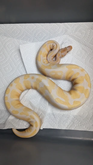 Lavender Albino Poss Het Pied Ball Python by Boopin' Snoots Ball Pythons