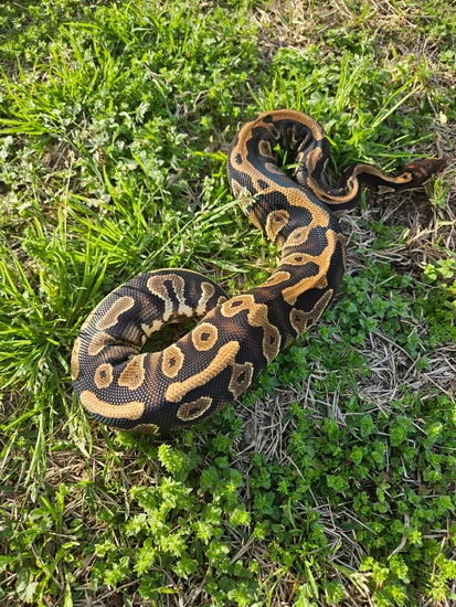 Black Head Yellowbelly Het Clown Ball Python by Winfree Reptiles