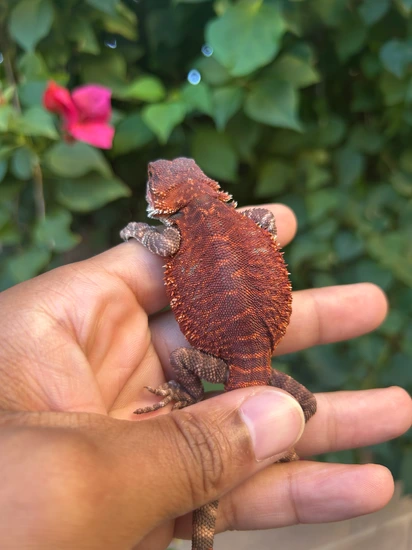 Red Monster LB Poss Het Hypo/Trans Central Bearded Dragon by Celebrity ...