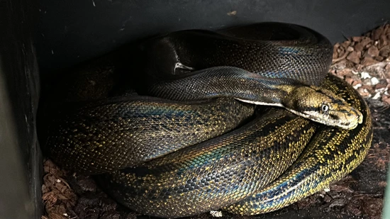 Goldenchild Tiger HOGS "Platinum" Reticulated Python by Cameron's ...