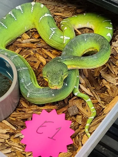 Large Female Other Tree Boa by Reptile Pets Direct