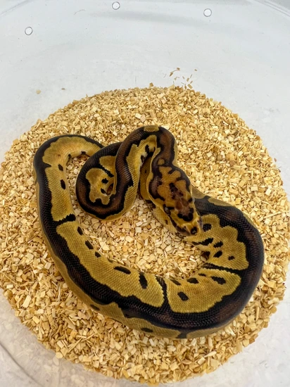 Clown Group Ball Python by Bad Apple Snakes