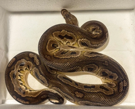 Black Pastel Clown Ball Python by Bad Apple Snakes