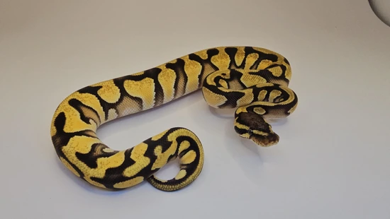 Orange Dream Enchi Phantom Het. Hypo Ball Python by Canadian Reptile ...