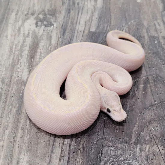 Cinnamon/HRA Ivory Ball Python by Canadian Regius