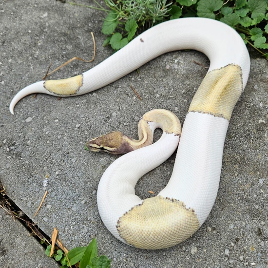 Mojave Desert Ghost Pied Poss Het Hypo Ball Python by Canadian Regius