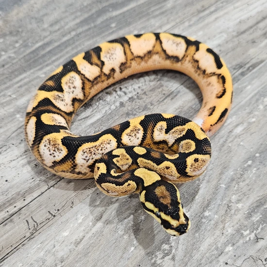 Orange Dream Yellowbelly Sugar Het Pied Ball Python by Canadian Regius