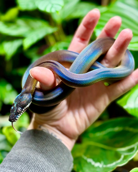 Northern White Lipped Pythons White-Lipped Python by C&T Exotics