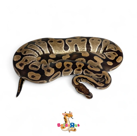 Normal Het DG (Proven) Ball Python by Boids R US