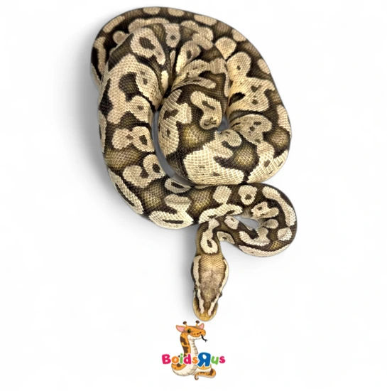 Pastel Enchi Hypo Het Rainbow (Proven) Ball Python by Boids R US
