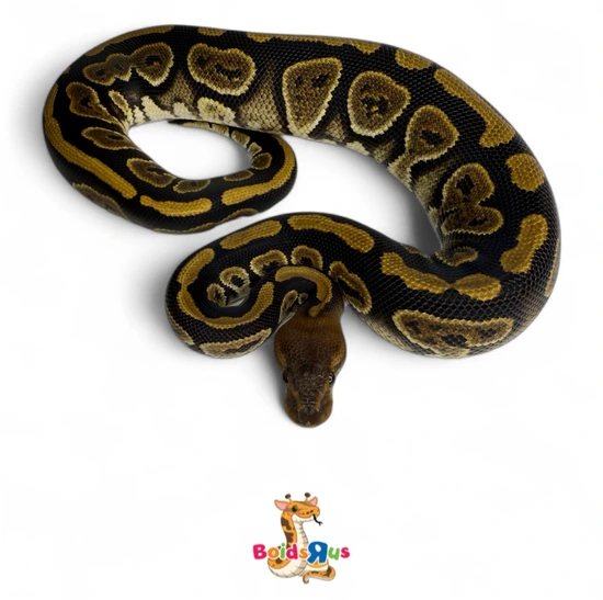 Nyala Het Clown Ball Python by Boids R US