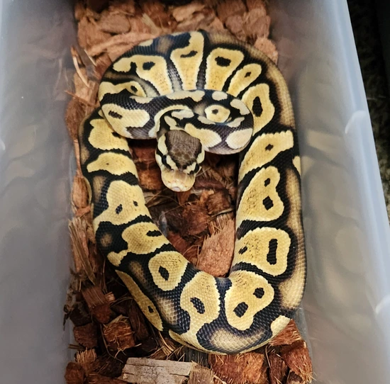 Pastel Chocolate Het Puzzle Ball Python by Loose Cannon Reptiles