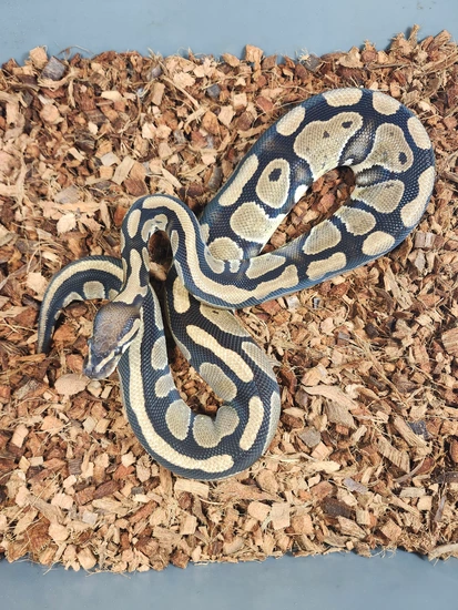 Normal Het DG Ball Python by Capital Royals