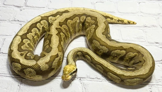 GHI Mojave Bumblebee Adult Female Ball Python by Rat Pack Feeders ...