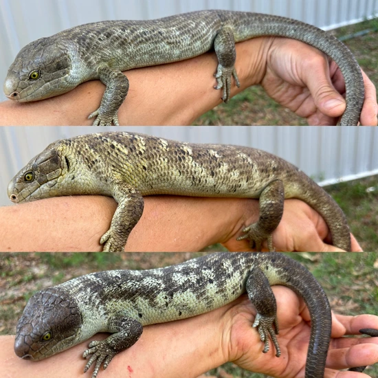 Trio Prehensile Tailed Skinks Monkey-Tailed Skink by The Kinixys ...