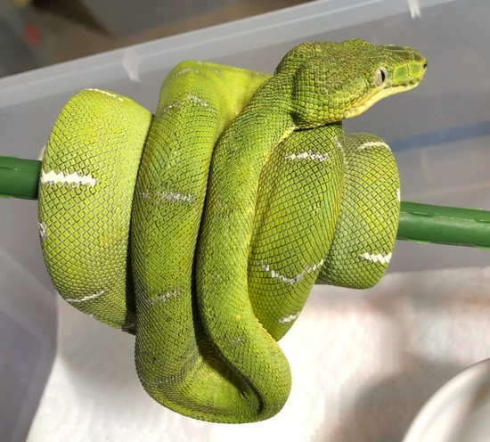 F2 CB Northern Emerald Northern Emerald Tree Boa by Carbinator reptiles