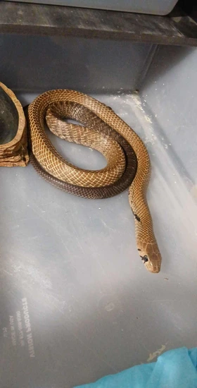Black Tailed Cribo Cribo & Indigo Snakes by Care for Magical Creatures