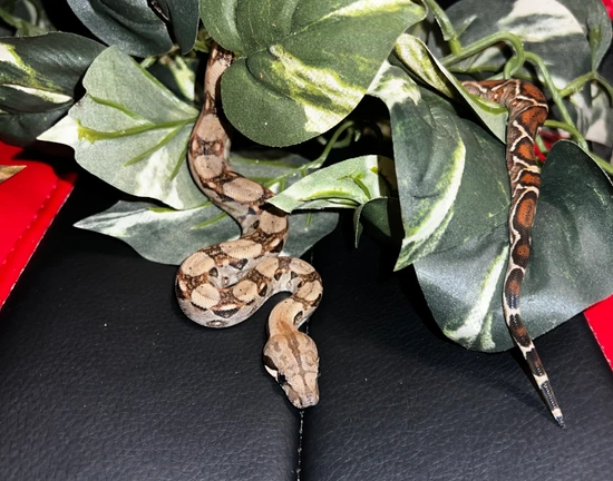 C.A. Boa “Pocket Boa” Boa Constrictor by Careyously Unique