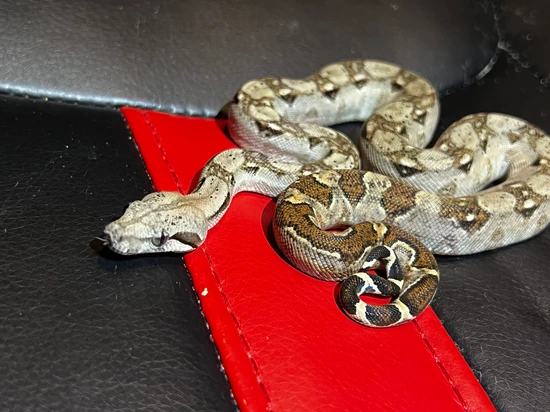 *Nice Pattern* C.A. Boa “Pocket Boa” Boa Constrictor by Careyously Unique