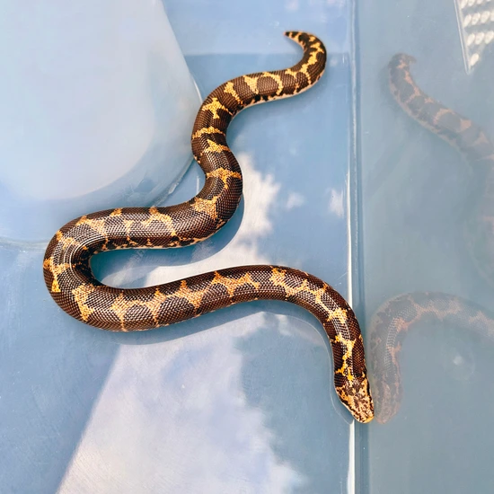 Kenyan Sand Boa Normal 0.1 by The Serpent Sylph