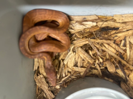 Dominican Red Mountain Boa More Boa by Steve's Snakes, Skinks, and ...