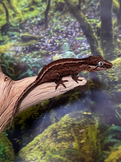 Pink Red/White Stripe Gargoyle Gecko by Carnation Creations