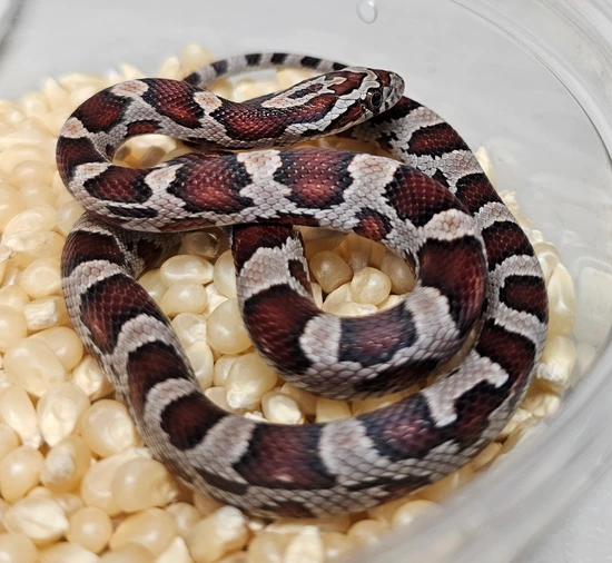 Normal Het Sunkissed Corn Snake by Low Belly Reptiles